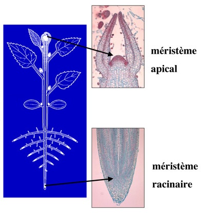 Les poissons n'existent pas: novembre 2012
