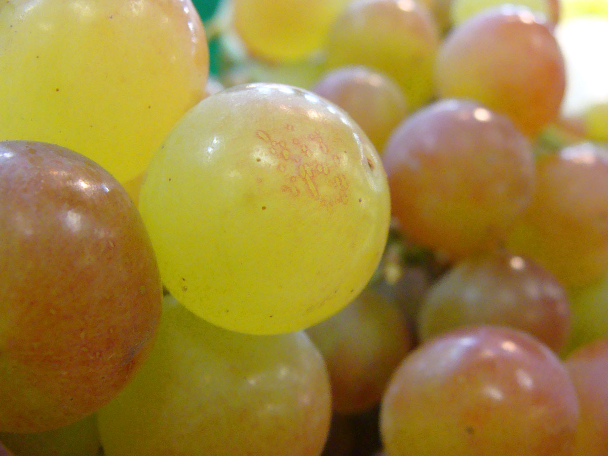 Muscat Grapes muscat-grapes