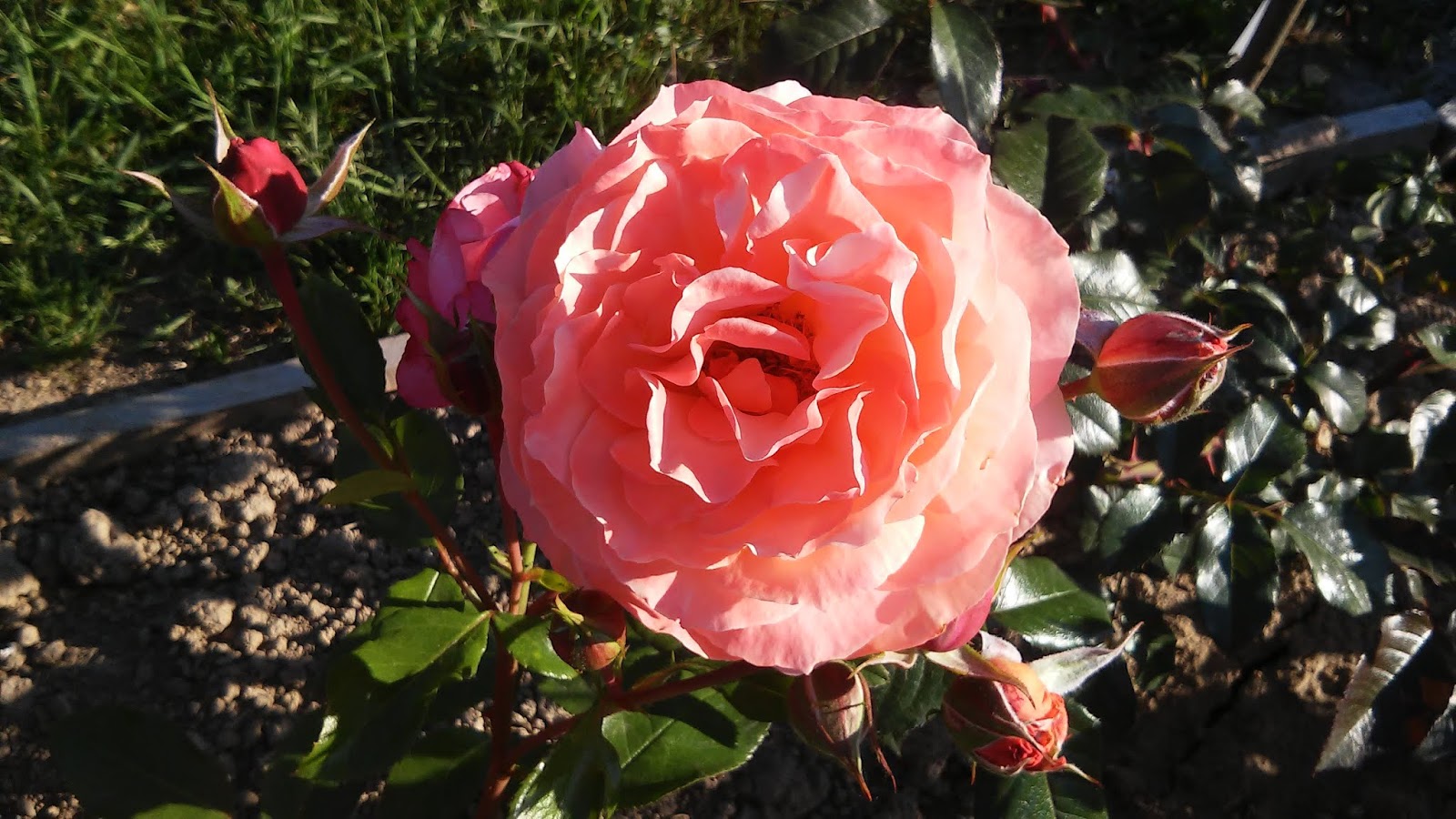 Ranczo Elma: Róża (Rosa) Louise Clements