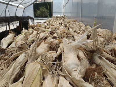 Have You Ever Picked A Carrot?: Clever Corn: How Seeds Travel