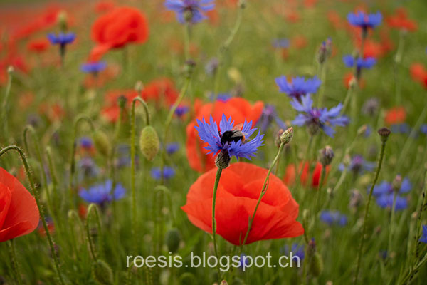 Wehender Mohn am Montag & ein Tipp zur Handyfotografie