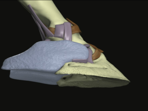 The Glorious Hoof: Notes on the Pedal Bone - *warning cadaver pictures*