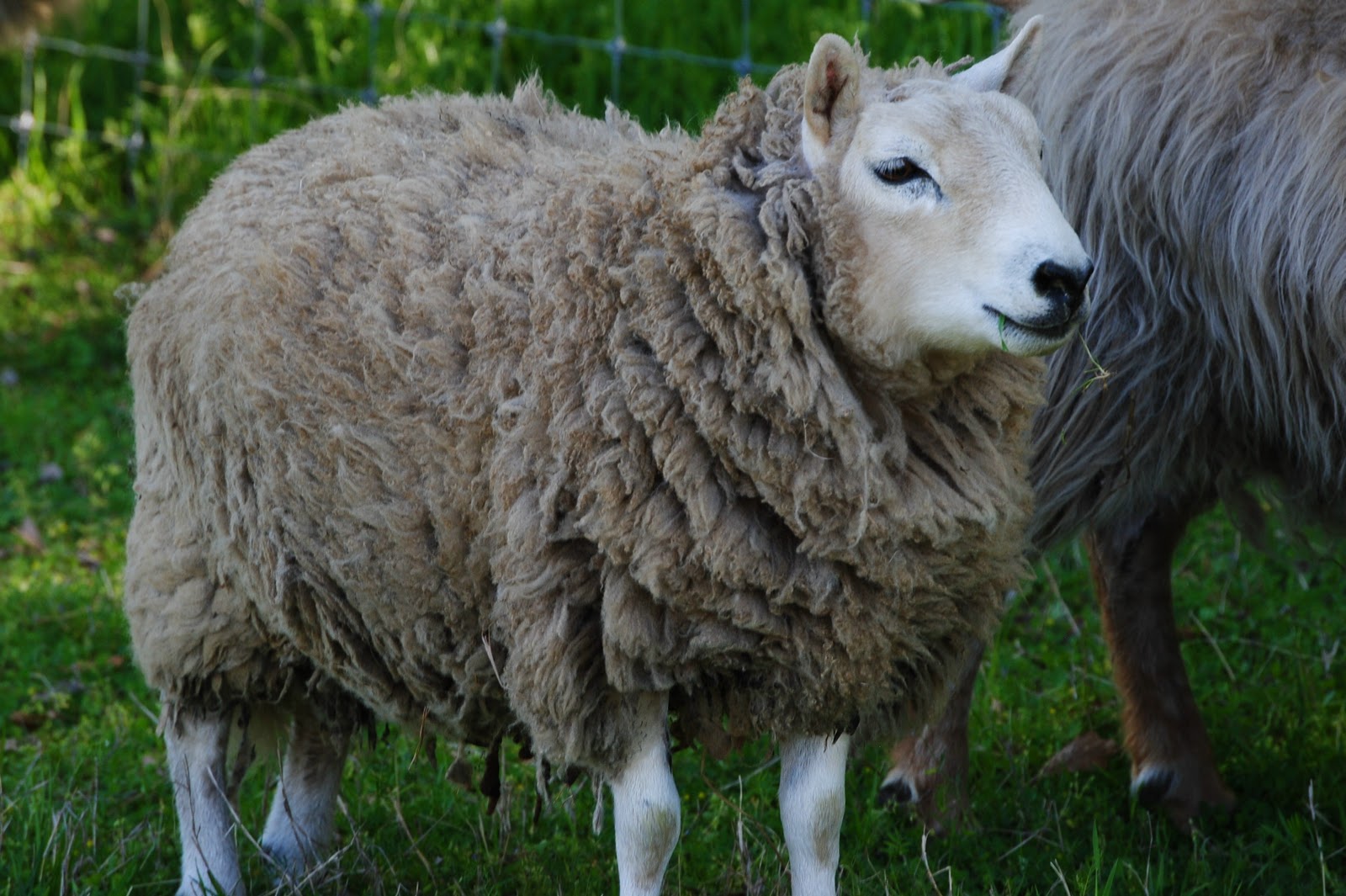 OLDESOUTH FARM: Spring Continues and we love it!