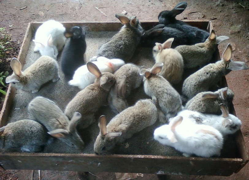 Penanganan Anak Kelinci yang Baru Lahir - Memelihara Kelinci