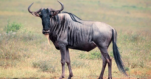 ENCICLOPEDIA DE ANIMALES MUNDIAL: ÑU COMÚN (Connochaetes taurinus)