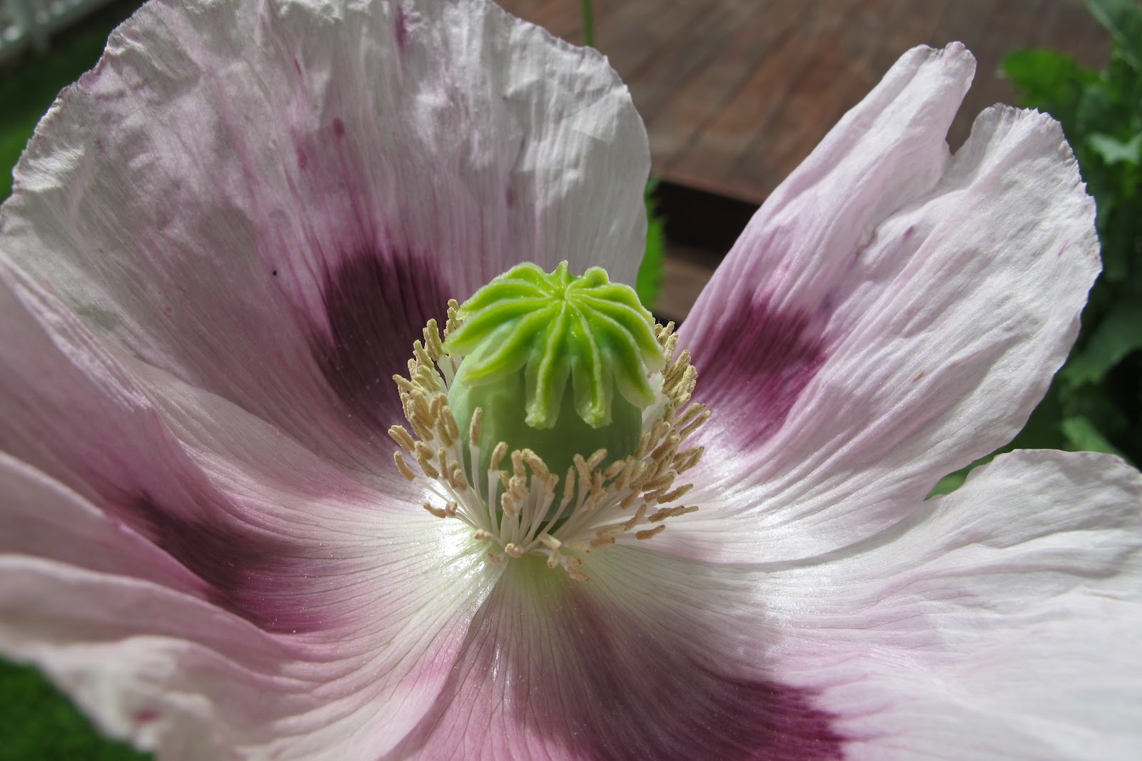 Ikkanshu Poppies: IKKANSHU-MANIA Ikkanshu Tasmanian Poppy Hybrid