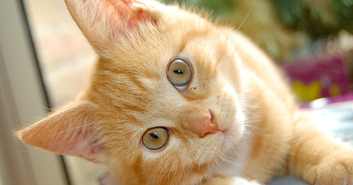 Photo de chat: Galerie d'images de chatons roux