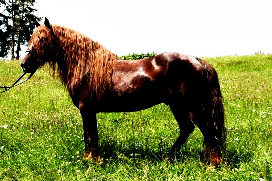 Info.Carlibaba.Bucovina.Online: Comoara de la Lucina, patria calului ...