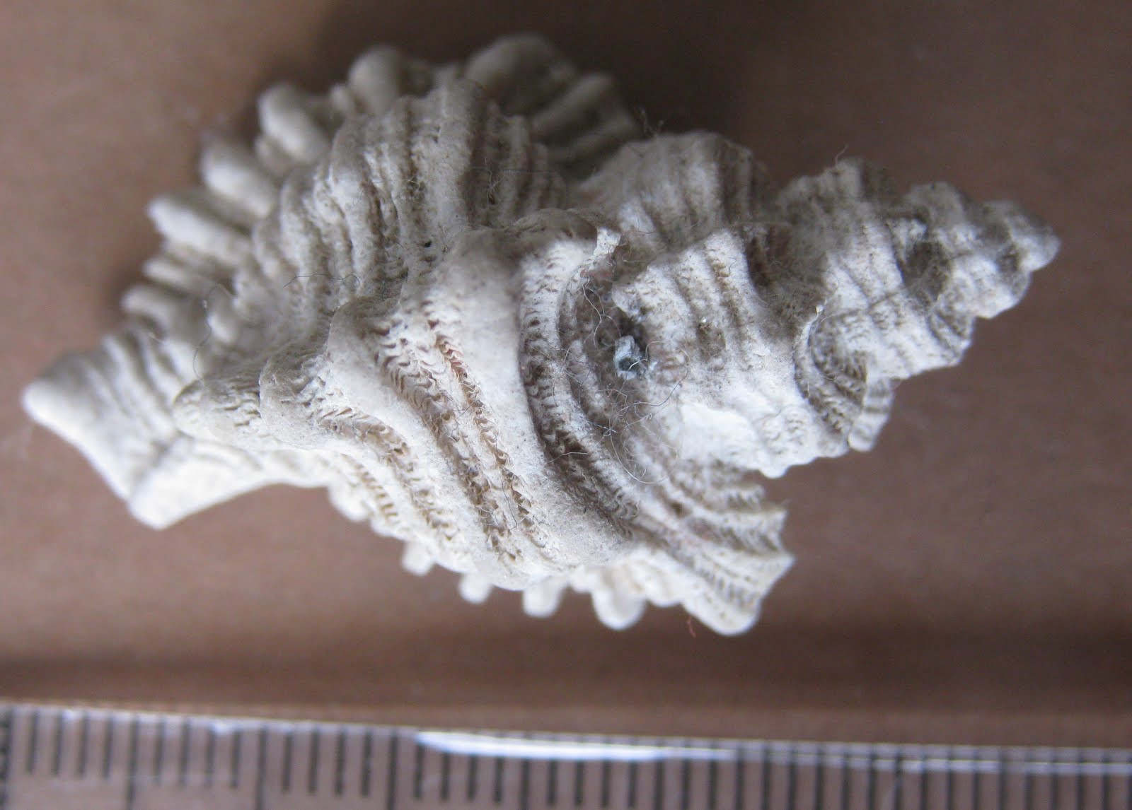 CUNCHAS DE ESTEIRO: Ocenebra erinacea