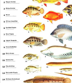 List Of Fishes Of Florida - Florida Fresh Water Fish