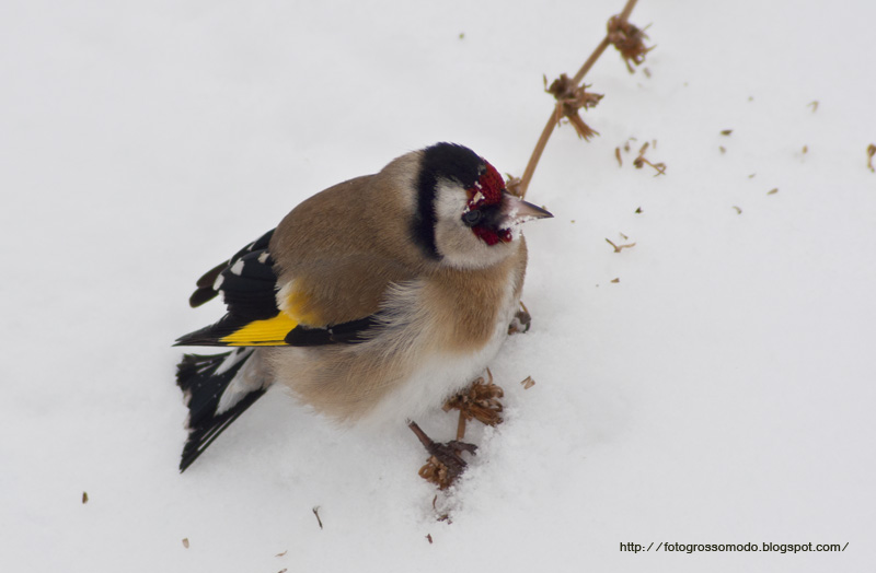 In linii mari: Pasari: Carduelis carduelis (Sticlete)