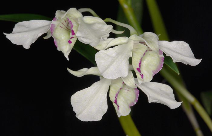 Dendrobium rhodostictum care and culture | Travaldo's blog
