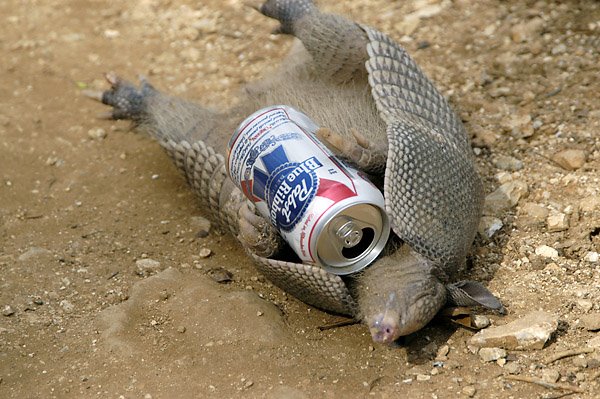 Latest Funny Pictures: Funny Armadillos