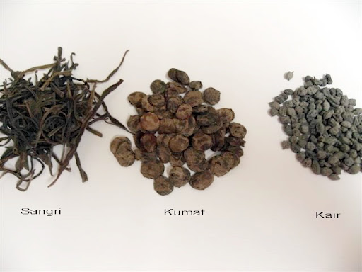 Discover Life: Rajasthani delicacy 'Ker Sangri' : The Leafless Colorful ...