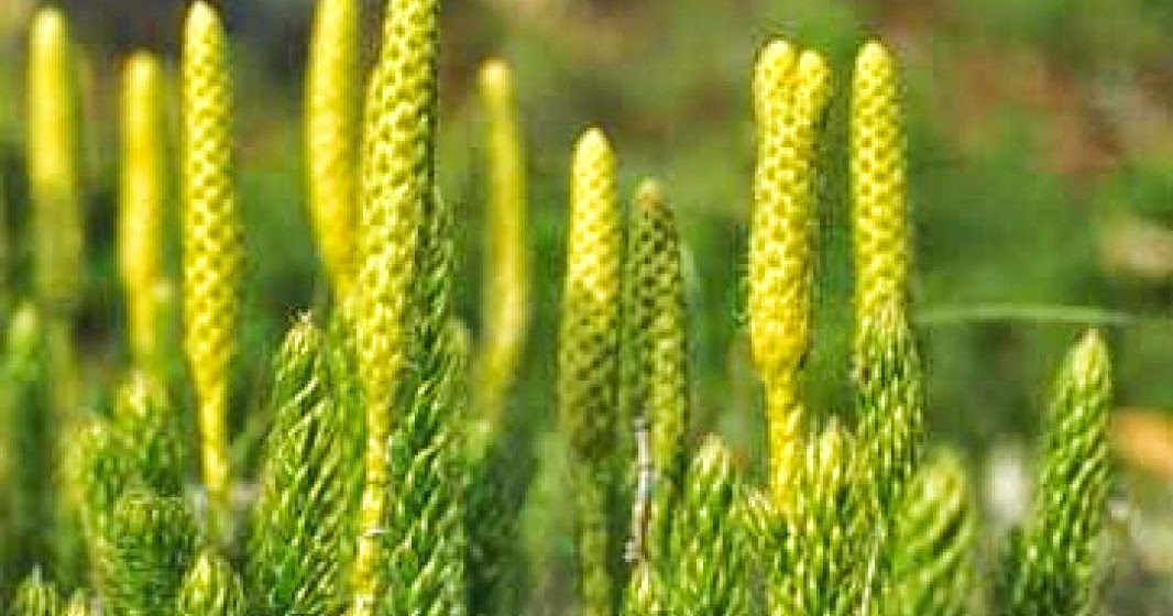 Erba Strega o Licopodio per la pelle e per il fegato