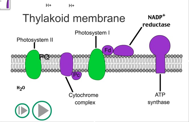 Thylakoid Membrane.swf /Membran Tilakoid.swf