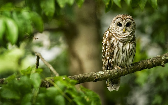Divagar entre FLORES - ANIMAIS - NATUREZA: Corujas - As aves soberanas ...