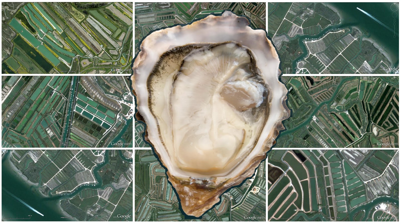 Huître de Claire. La grande migration de novembre avant affinage