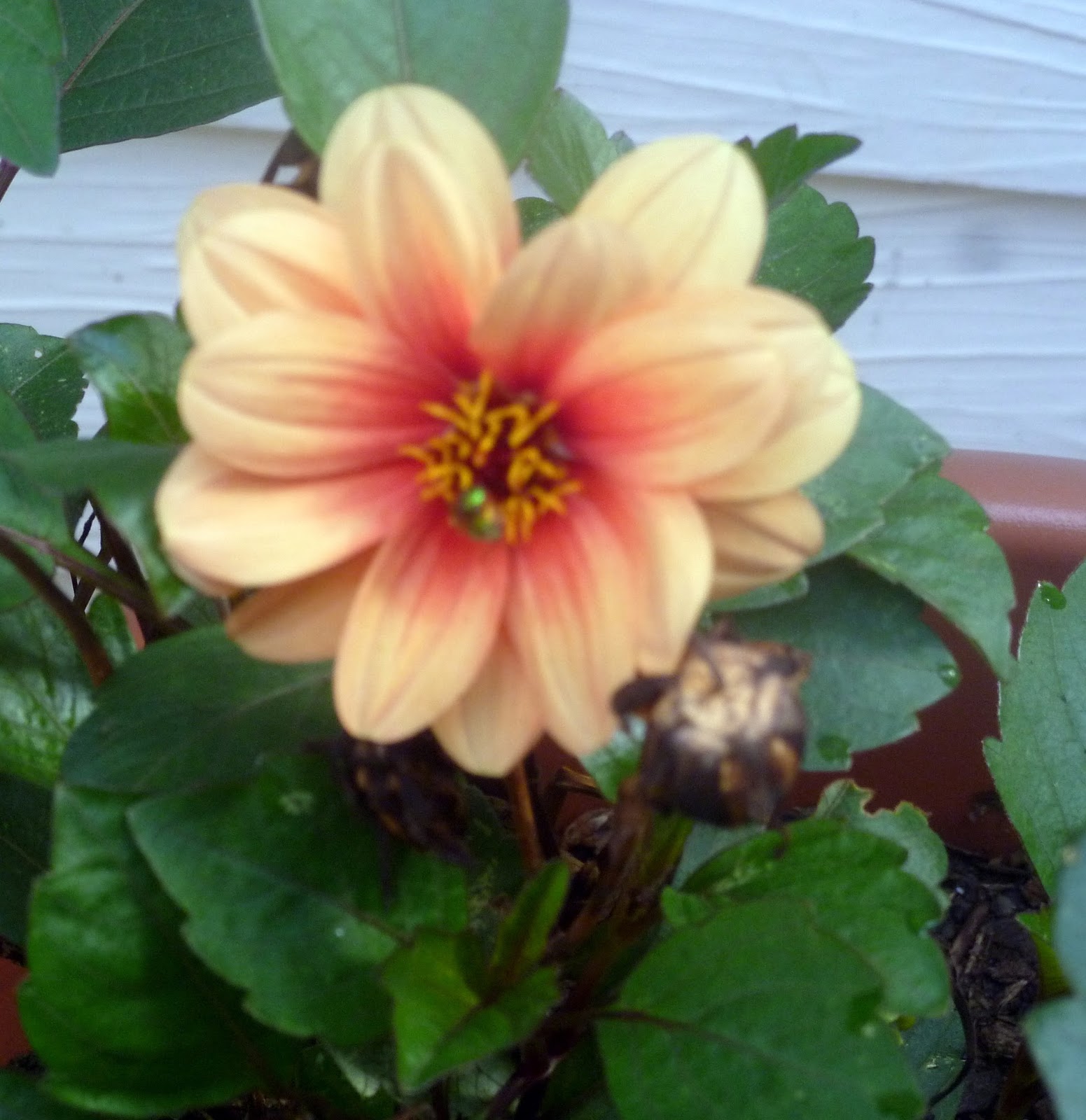 Lindaraxa: The Summer Garden