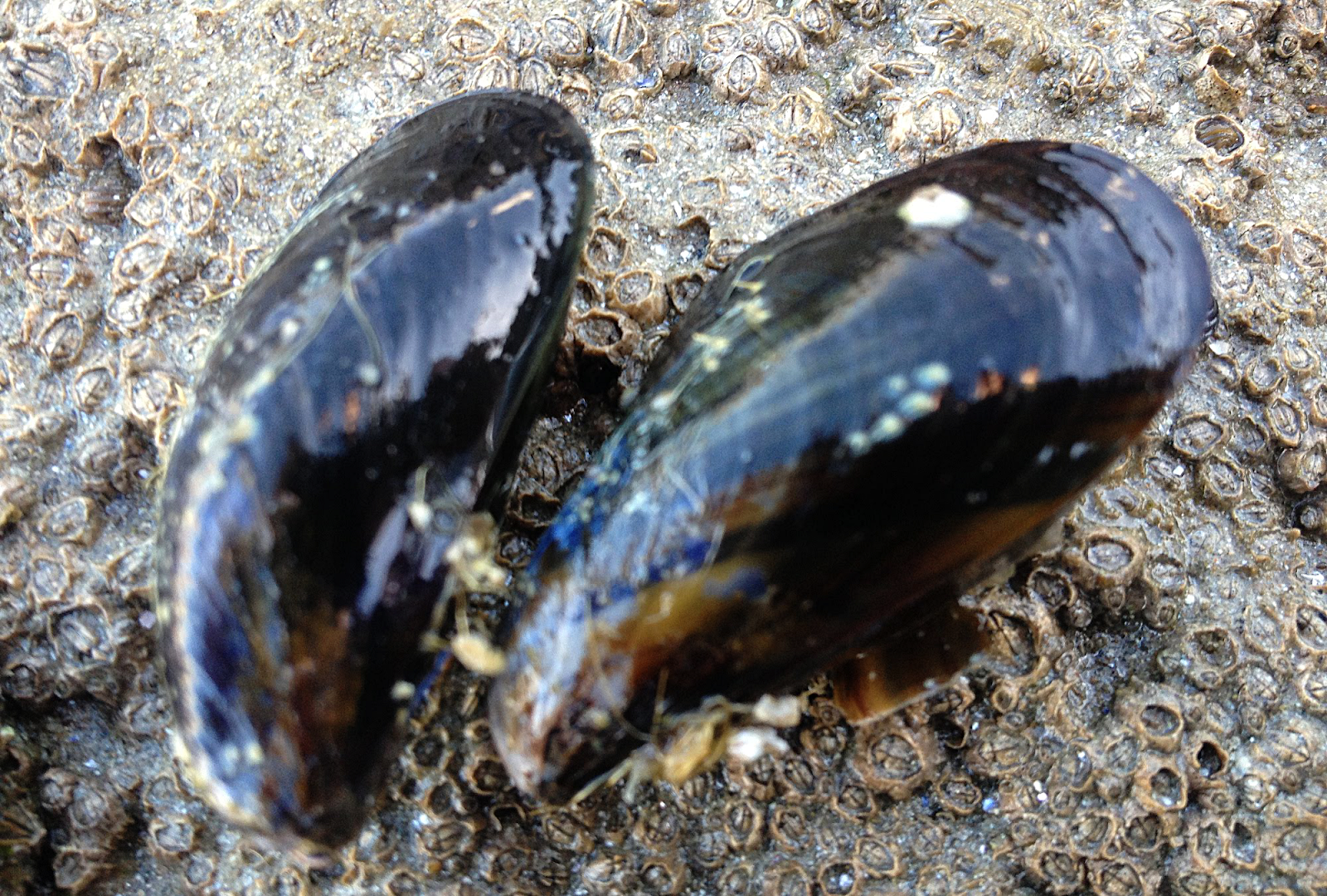 Les mollusques - LABRAX56