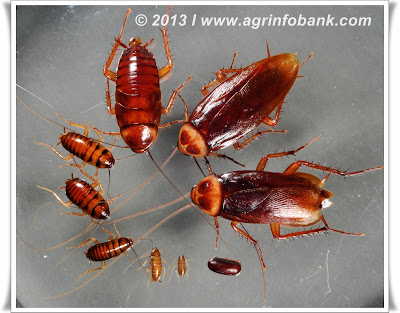 Cockroaches | Farming: Feed the hungry world