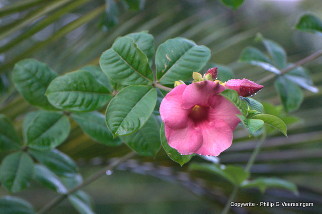 philipveerasingam: The morning's dew, Avissawella, Sri Lanka.