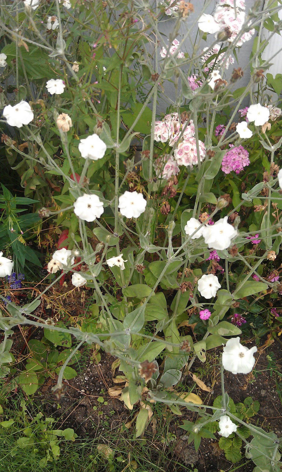Smidgen Cakes: With Silver Bells and Cockle Shells...