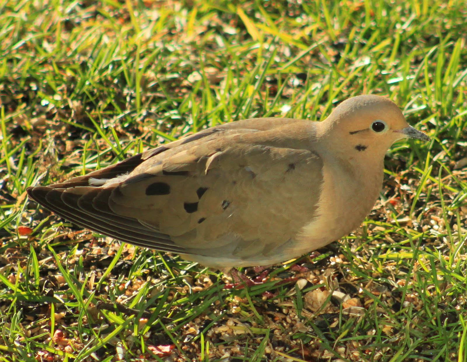 Still Life With Birder: Tail-less Mourning Dove