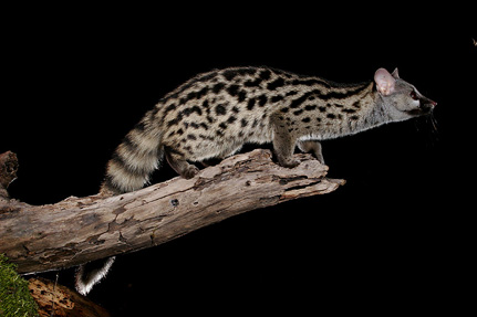 Fauna Cinca Medio: La Gineta o Jineta