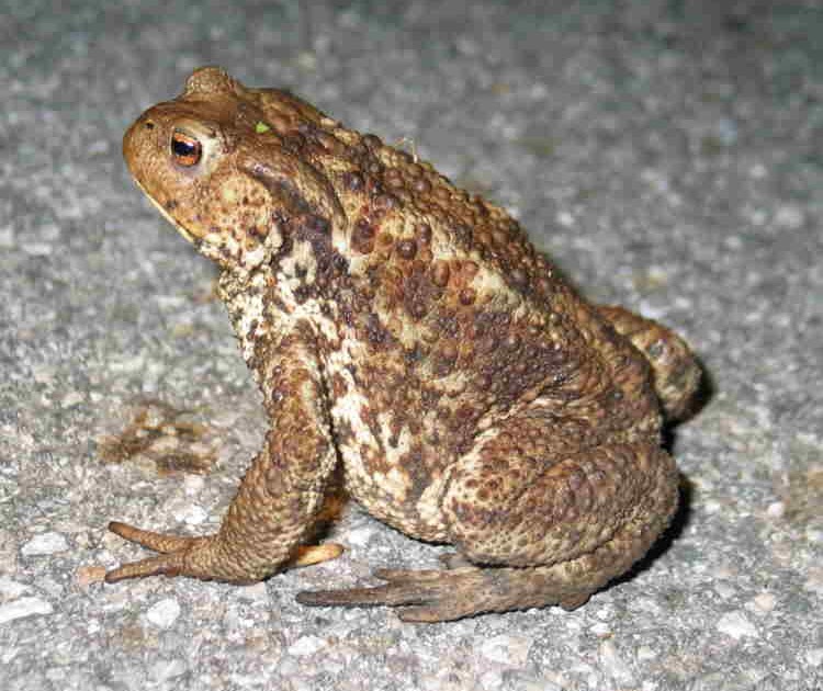 Reptiles and Amphibians: Sapo común (Bufo bufo)