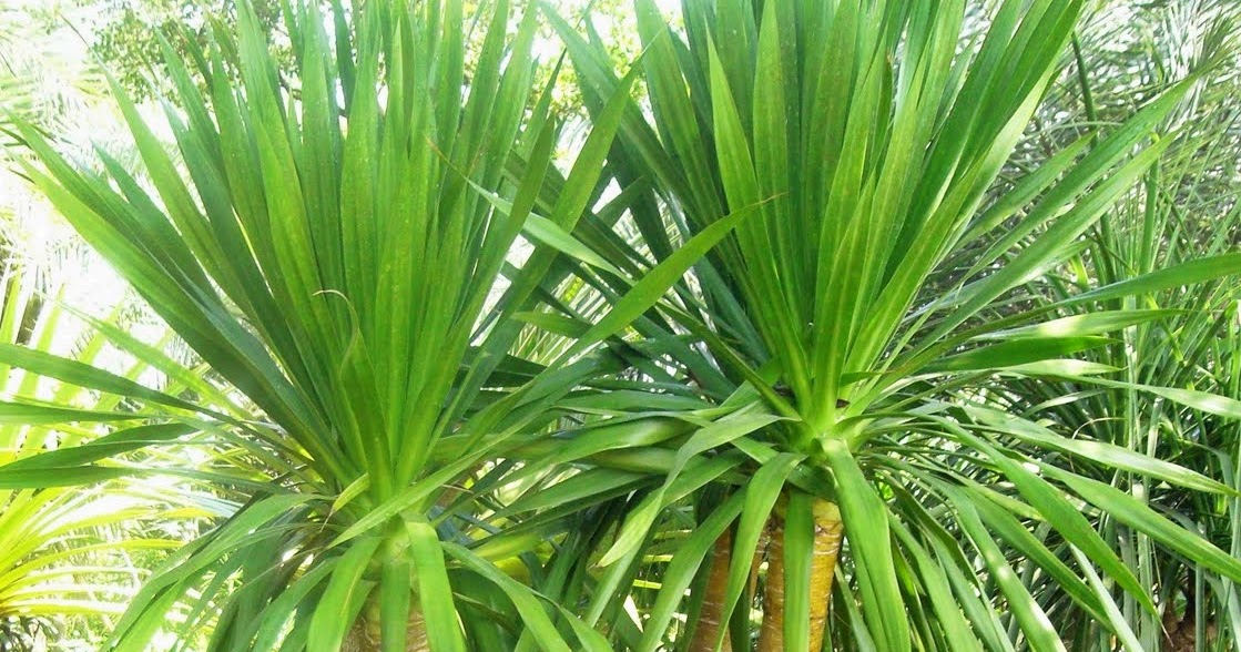Tips pembibitan palem - BUDIDAYAKU