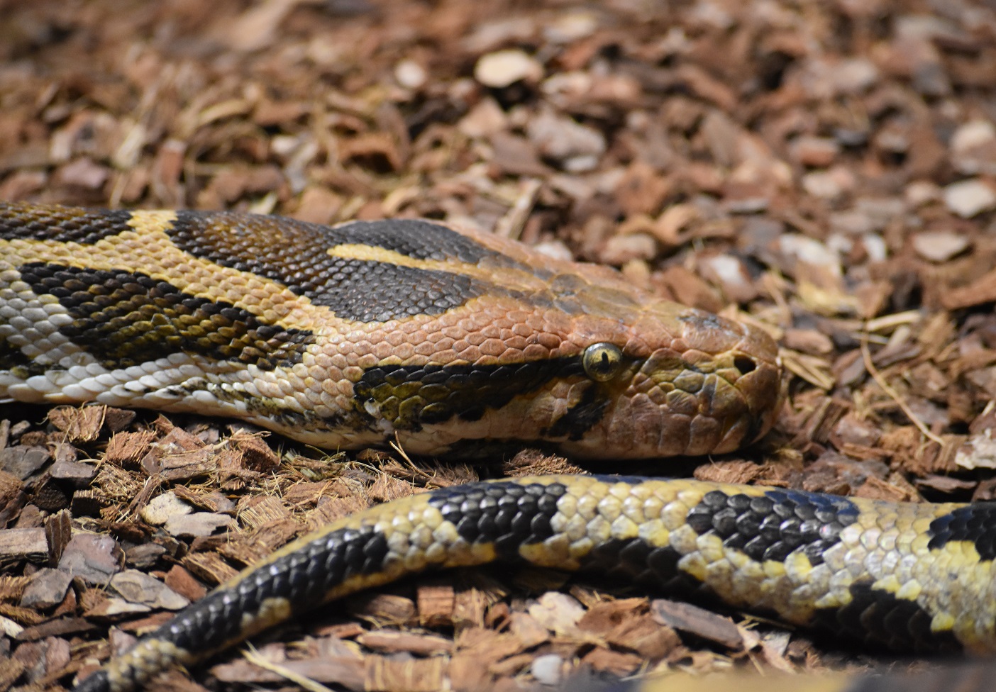 ZOOTOGRAFIANDO (6.100 ANIMALS): PITÓN DE LA INDIA / INDIAN ROCK PYTHON ...