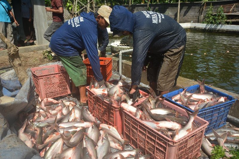 Teknik Budidaya Ikan Patin di Kolam Terpal yang Berhasil