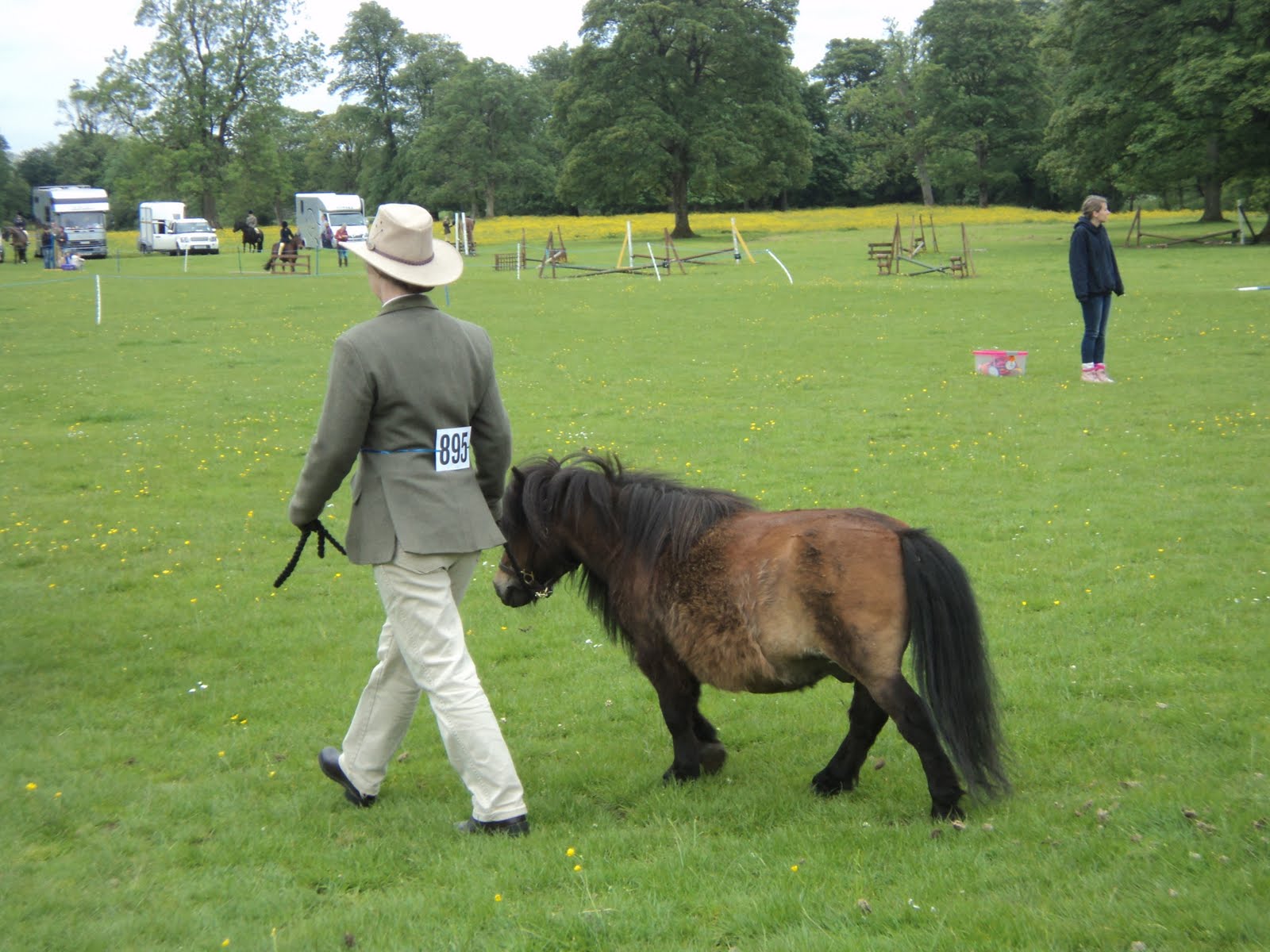 shetland pony shows: An Unexpectedly Large Show