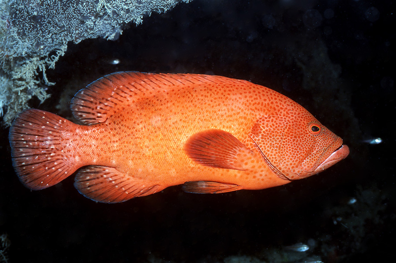 My Life: Famous Groupers @ Kerapu Family :-p