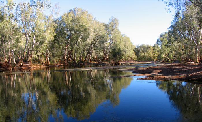 Life Images by Jill: Camp amongst the Cajuput trees, Skull Springs ...