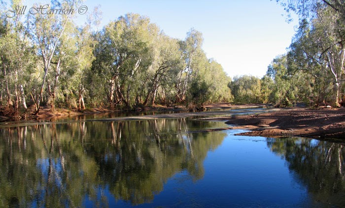 Life Images by Jill: Camp amongst the Cajuput trees, Skull Springs ...