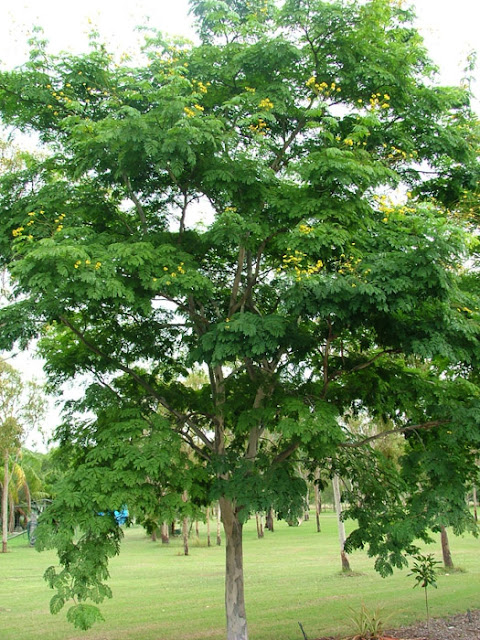 Jucá - Caesalpinia ferrea