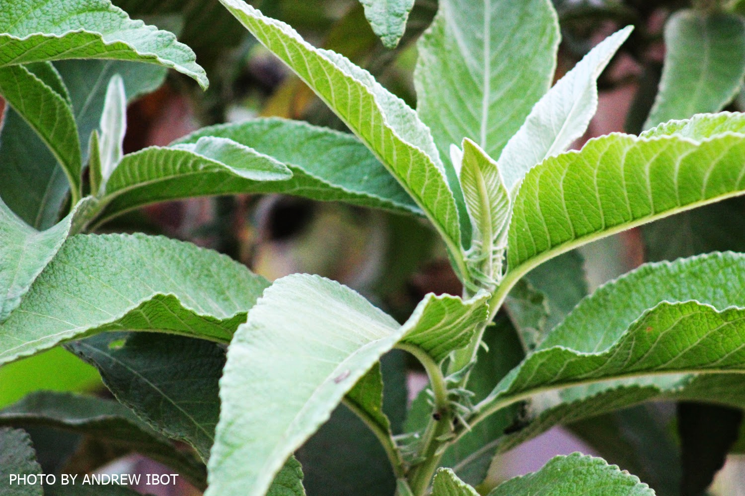 Ako si ANDREW IBOT!: Sambong Uses, Health Benefits, Side Effects