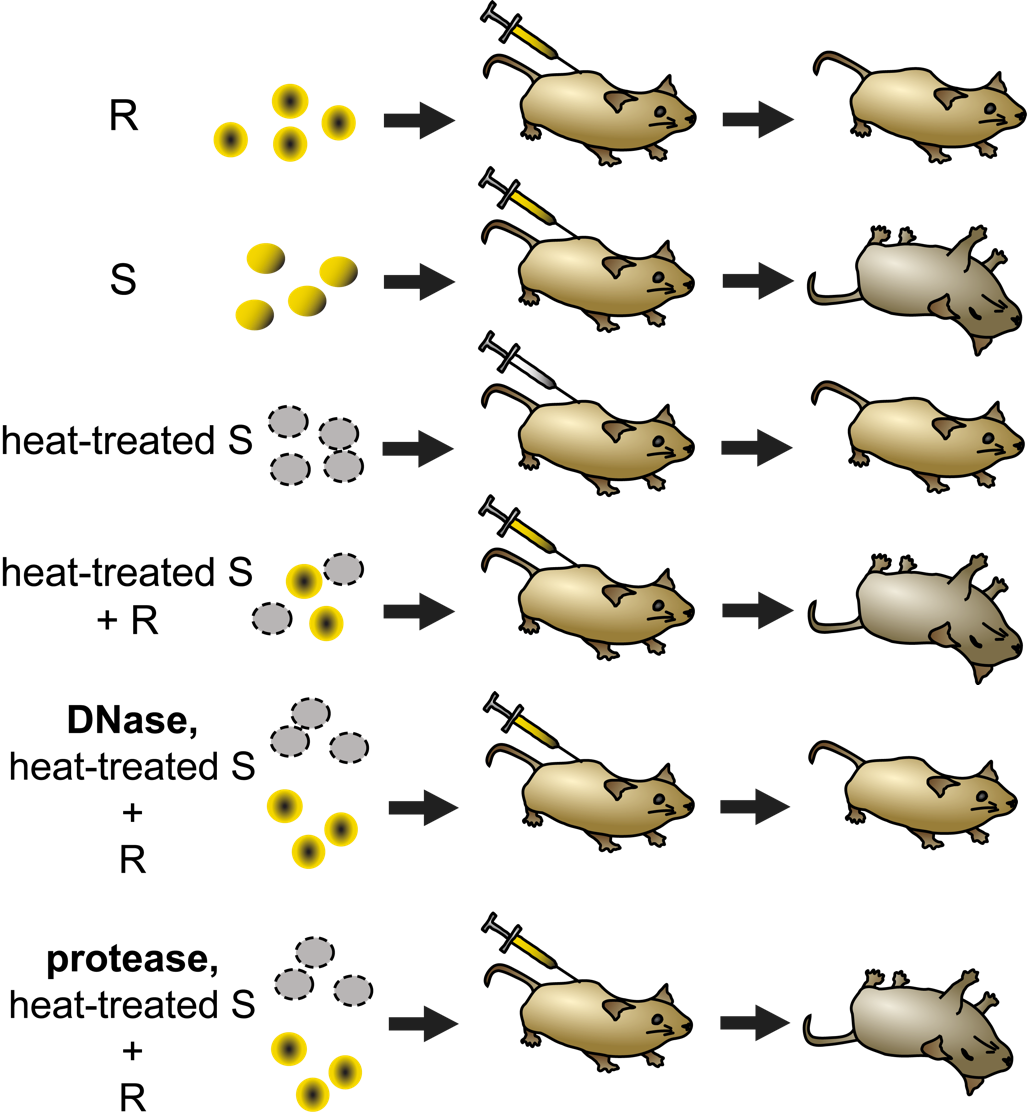 Ciencias de Joseleg: La hipótesis de trabajo del experimento Avery ...