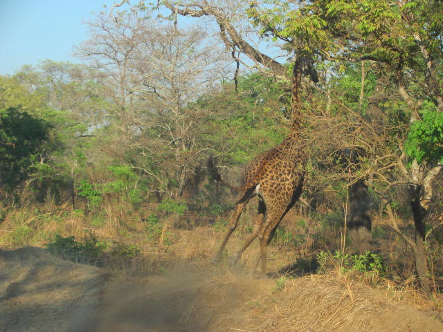 RUKWA KATAVI NA KIGOMA: ATTRACTIVES IN KATAVI REGION