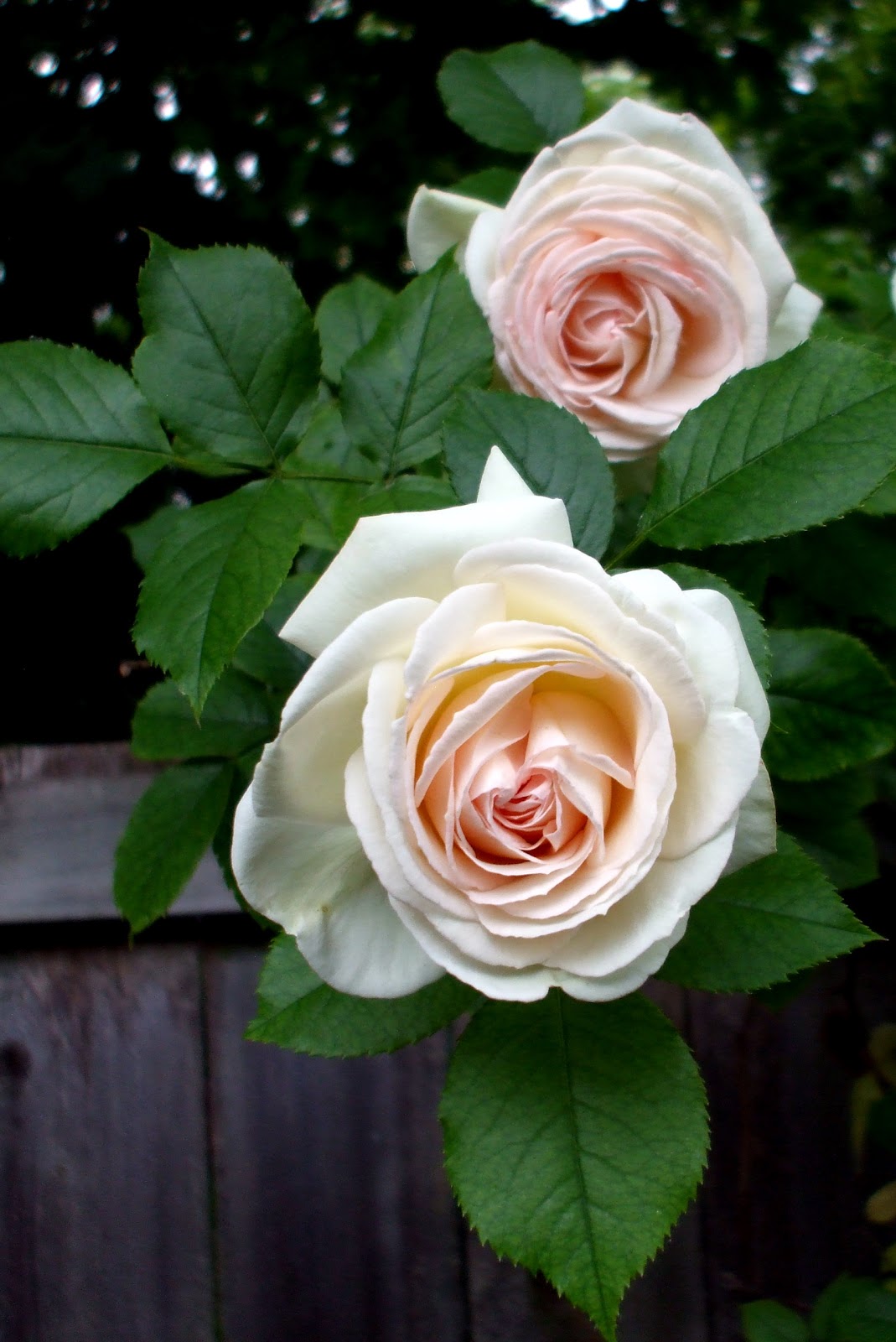 A Rose in the Garden: Everything's Coming Up Roses!