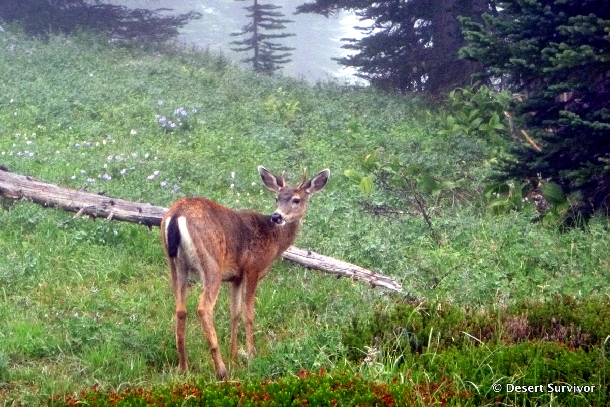 Desert Survivor: A Long Climb up Mount Rainier