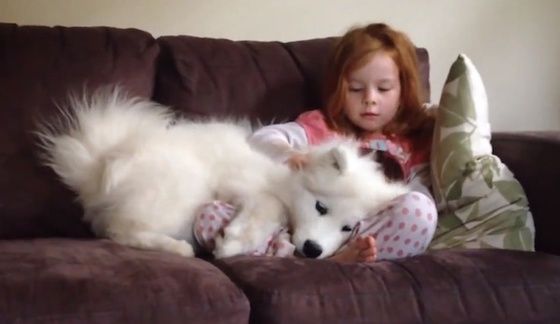 Samoyed - Breed Profile | Australian Dog Lover