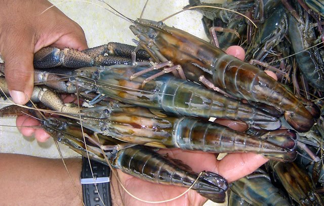 PITU-VERDADEIRO (Macrobrachium carcinus)