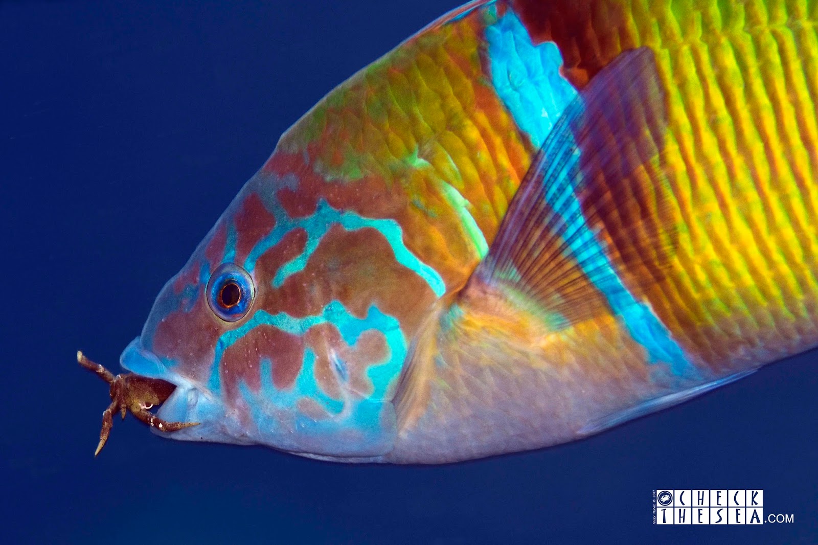 Check the Sea. Web de buceo y fotografía submarina de las Islas ...