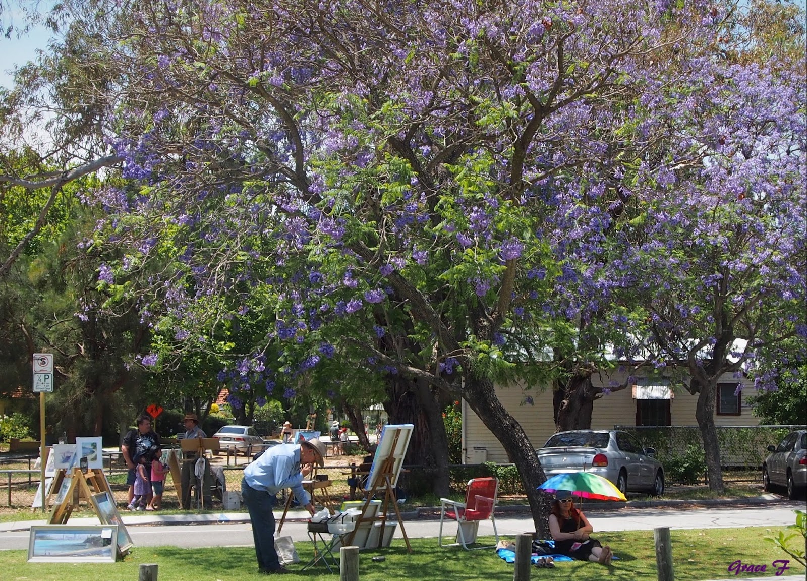 Perth Daily Photo : The Jacaranda Festival, a celebration of colour..