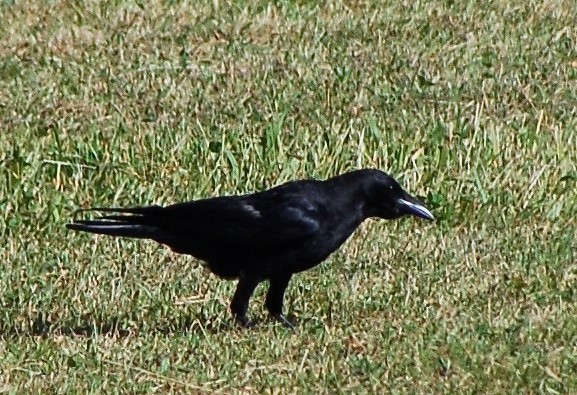 Jaumenatura: Corneja negra