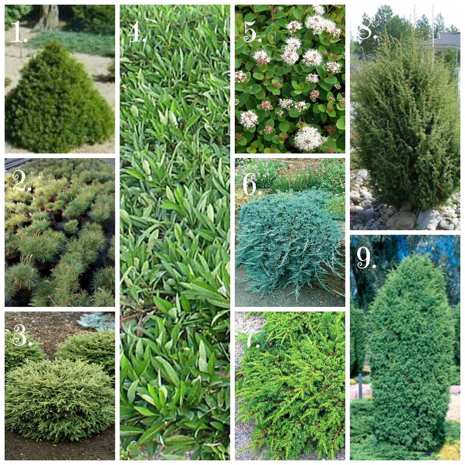 Temppula: Havu haaveilua