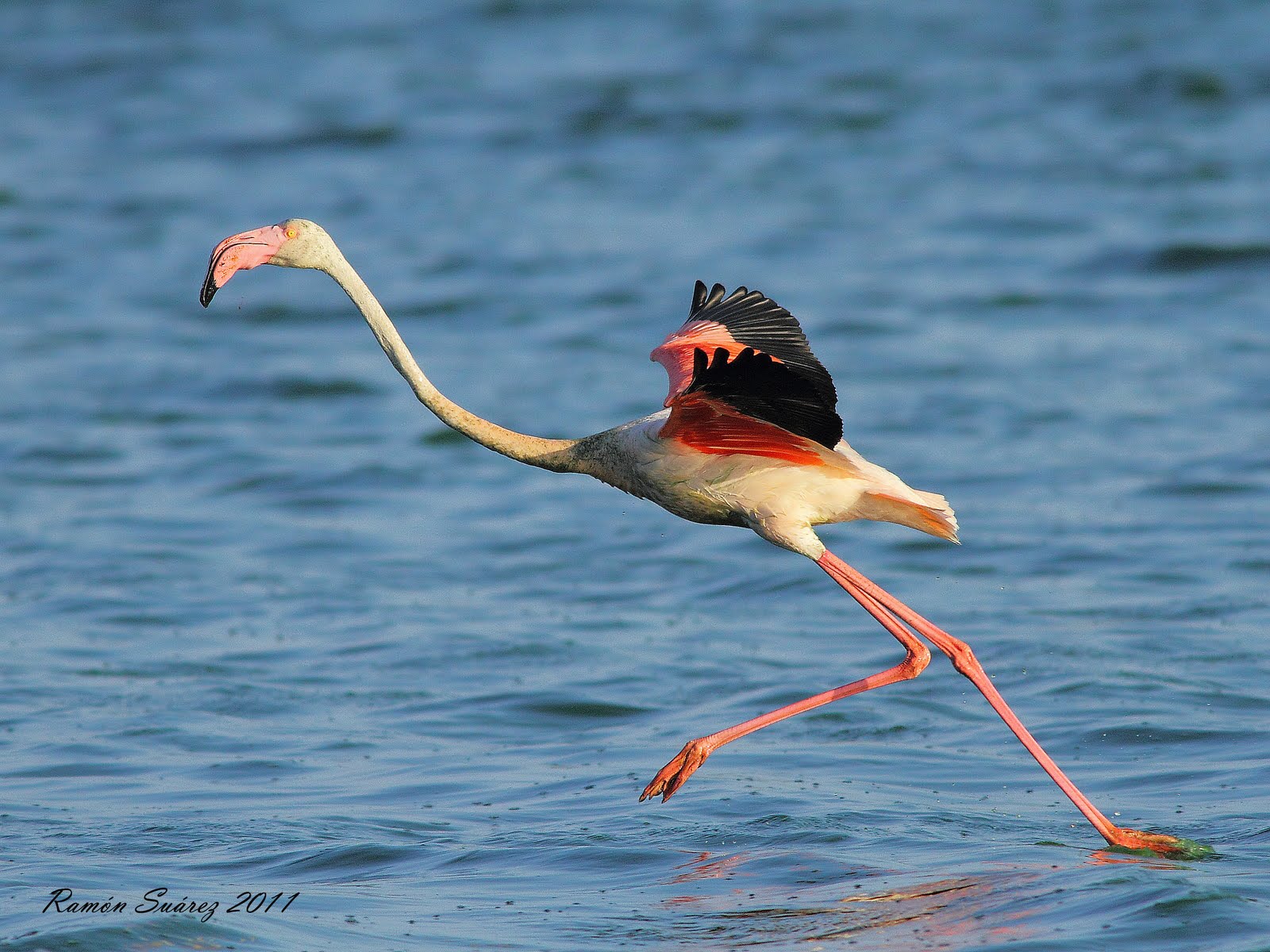 AVES Y ESTRELLAS: Flamenco común (Phoenicopterus ruber)